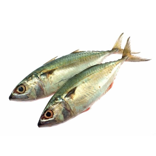 ASALAI FISH,MACKEREL FISH,