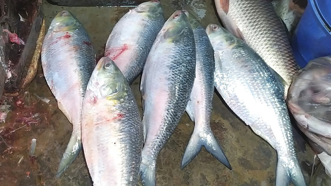 ASALAI FISH,MACKEREL FISH,